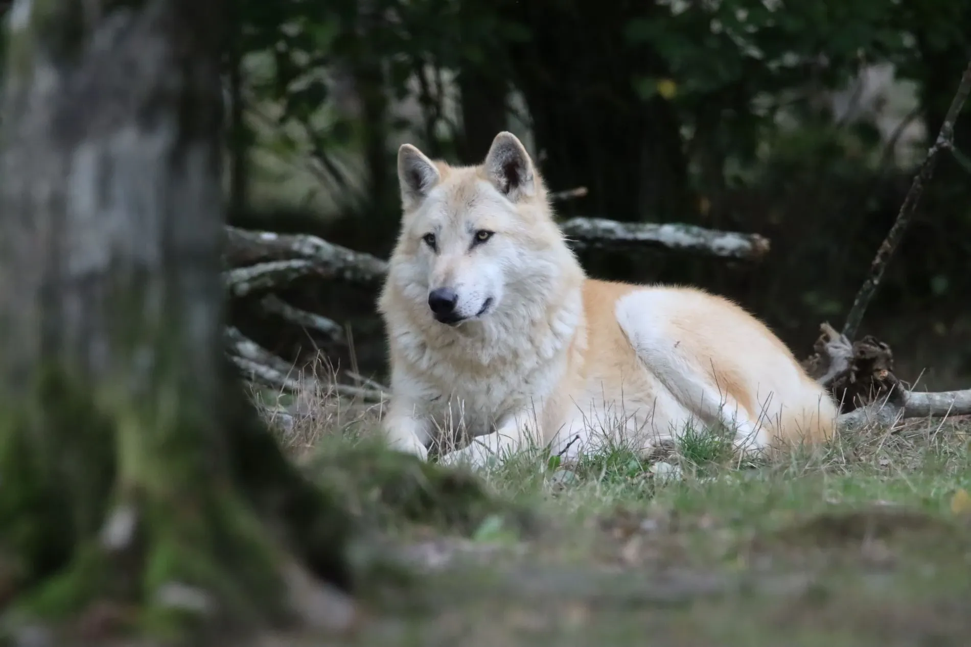 Everything you need to know to follow in the wolf's footsteps