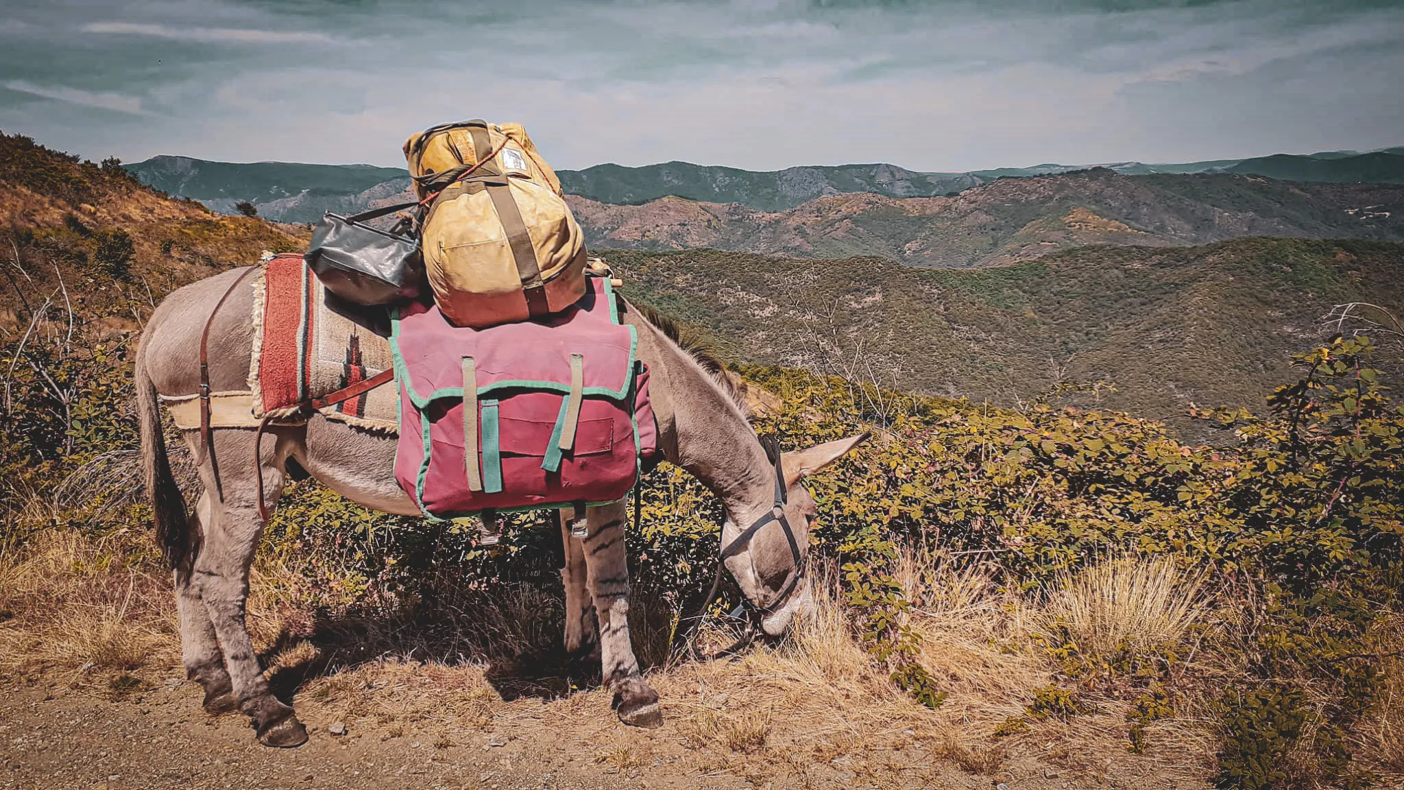 Stevenson’s trail: hike with a Donkey through the Cévennes