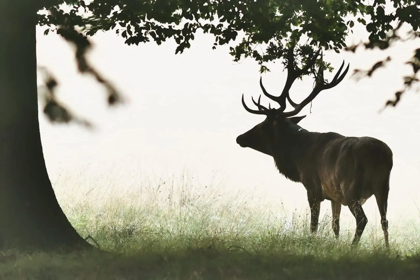Listening to deer bellow: what is it?
