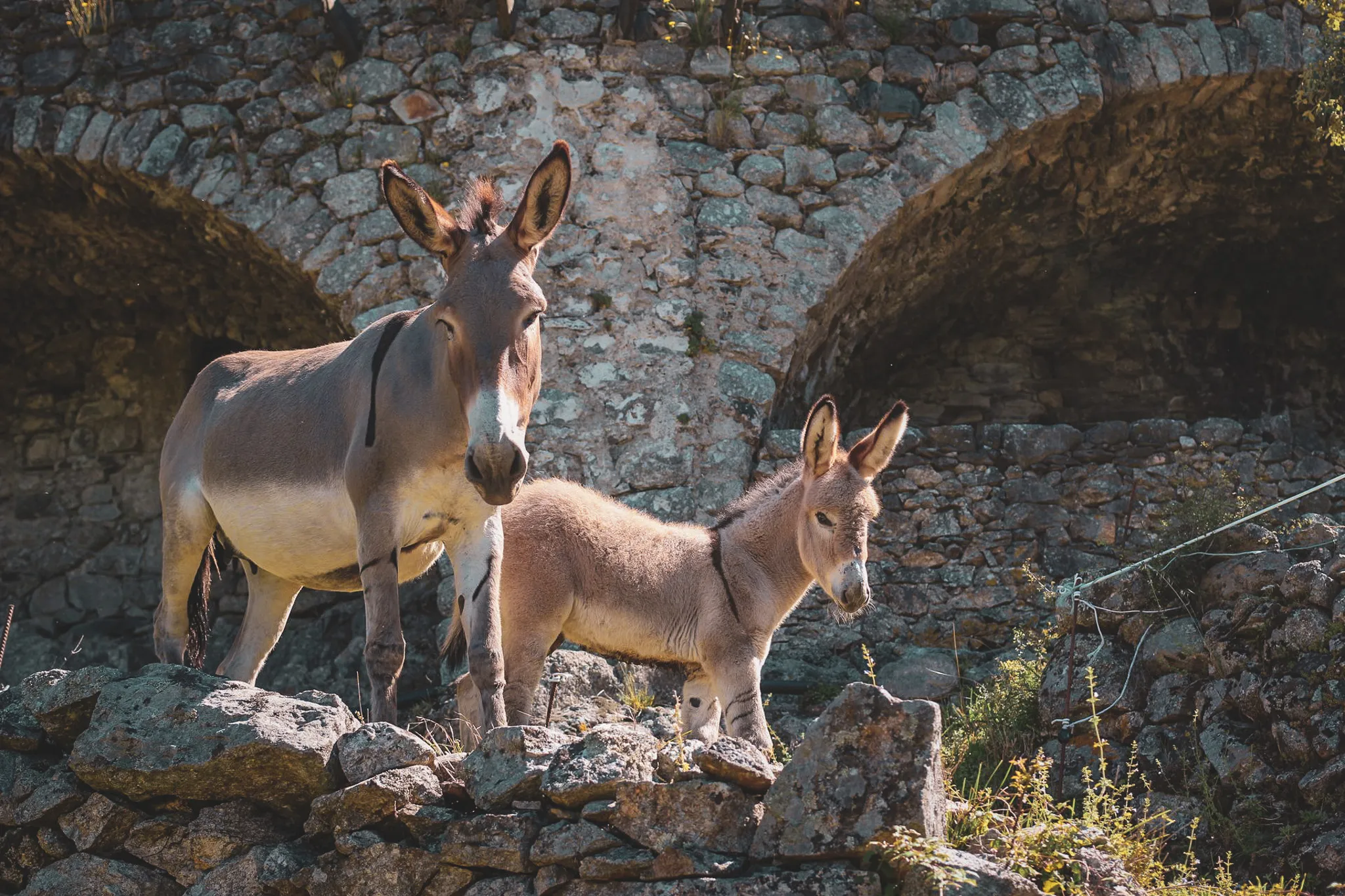 Stevenson’s trail: hike with a Donkey through the Cévennes